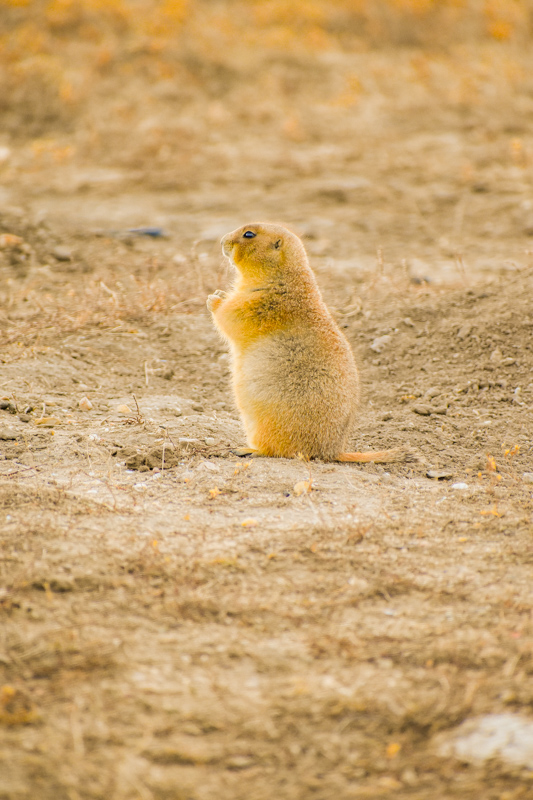 One Day in Badlands National Park - The Postcard Traveler